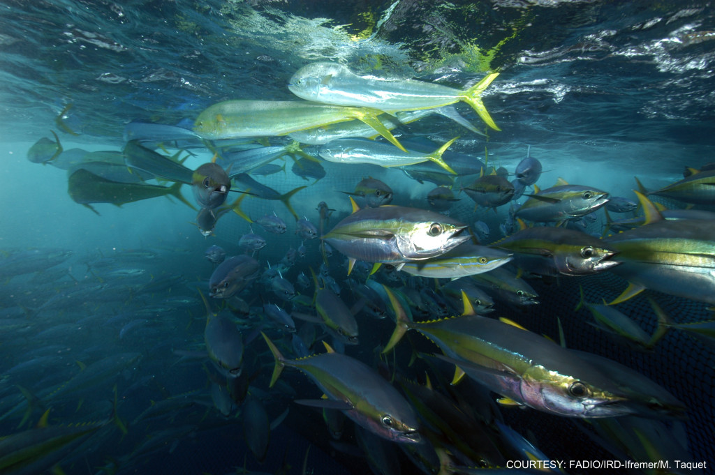 ISSF Adopts New Conservation Measure Aimed at Rebuilding Yellowfin Tuna ...