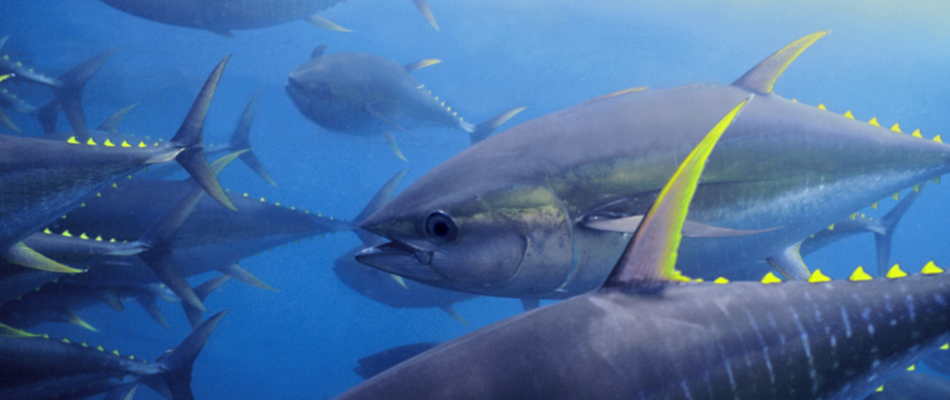 1.1 Tuna RFMO Authorized Vessel Record - International Seafood ...