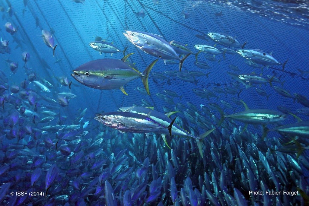 Tuna RFMOs in 2018 - International Seafood Sustainability Foundation