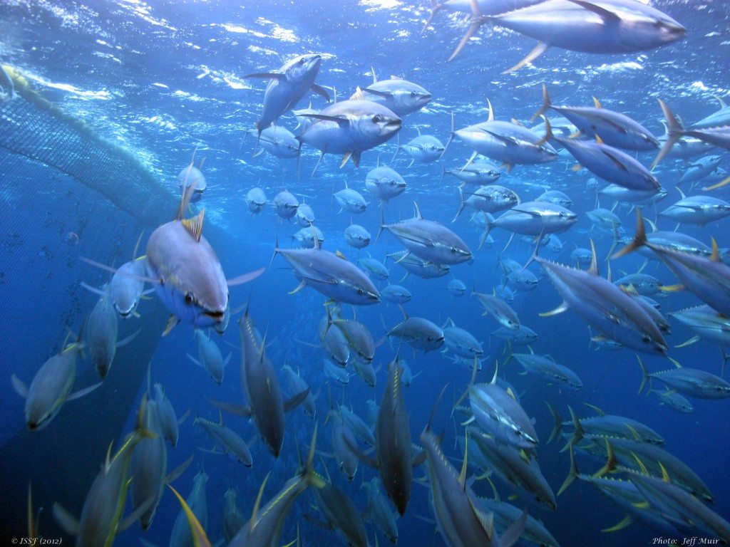 ISSF Releases Videos of Marine Scientists Talking Tuna, How they ...