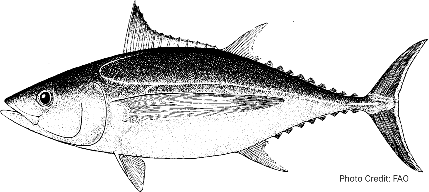 Tuna Species - International Seafood Sustainability Foundation