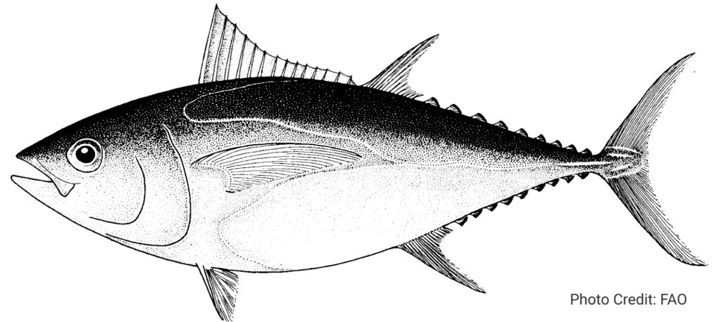 Tuna Species - International Seafood Sustainability Foundation