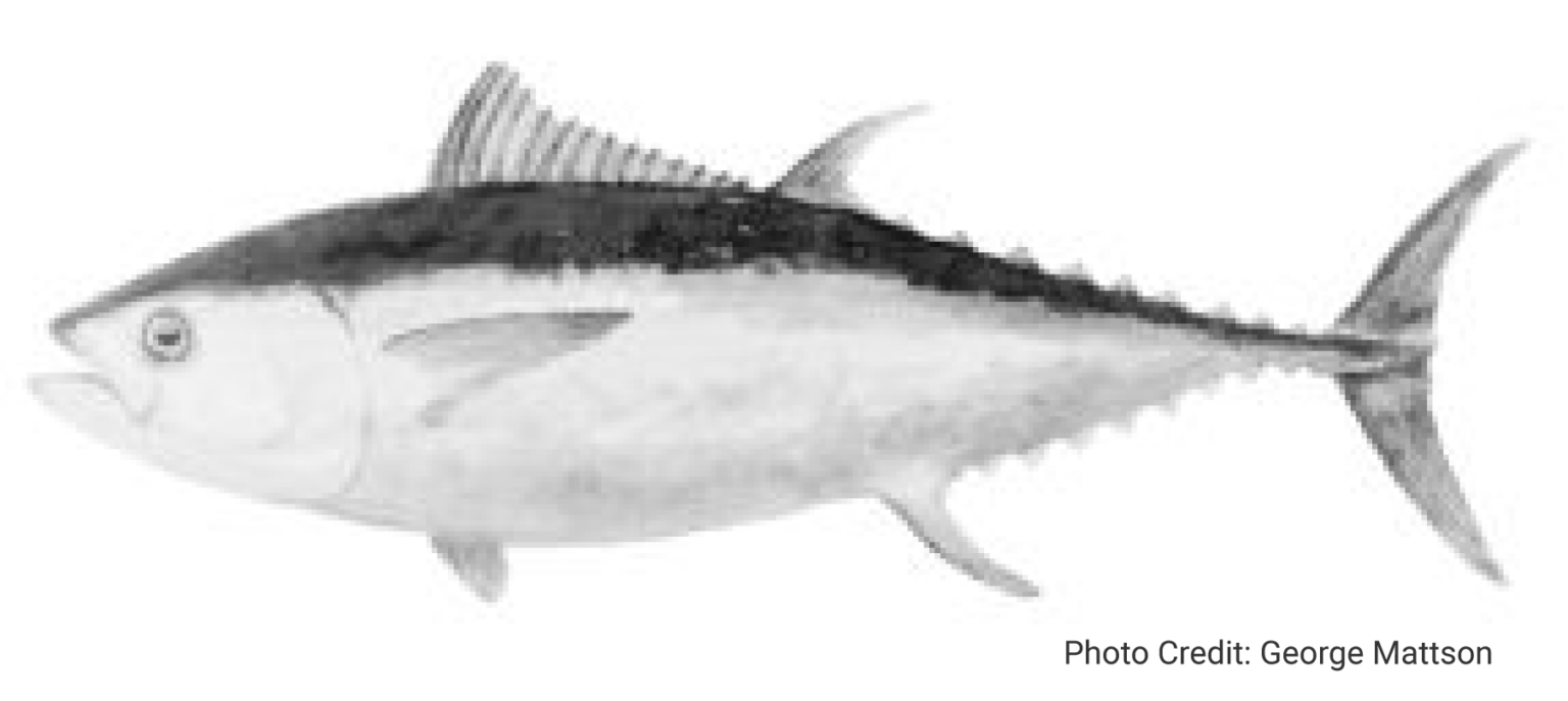 Tuna Species - International Seafood Sustainability Foundation