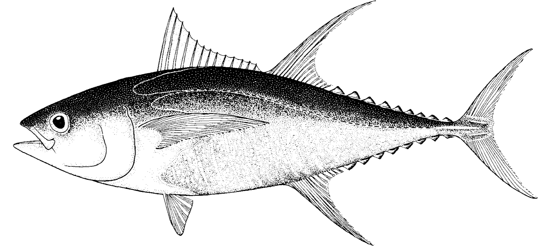 Yellowfin - International Seafood Sustainability Foundation