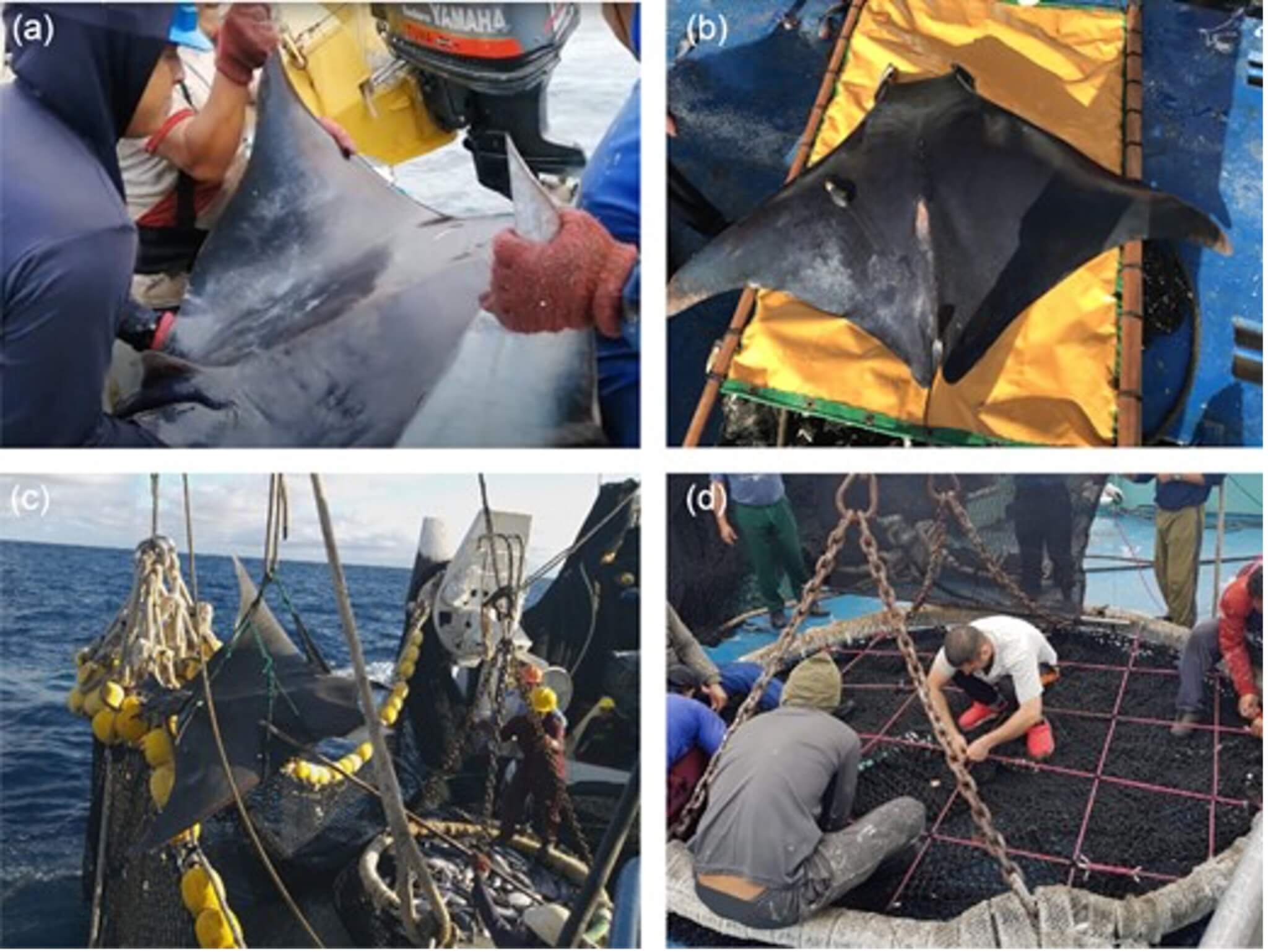 How Do We Minimize the Impact of Tuna Fishing on Manta and Devil Rays ...
